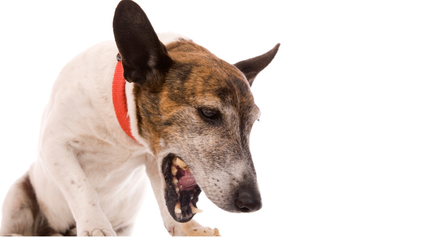 O que você precisa saber sobre bronquite canina - O Diário da Cidade
